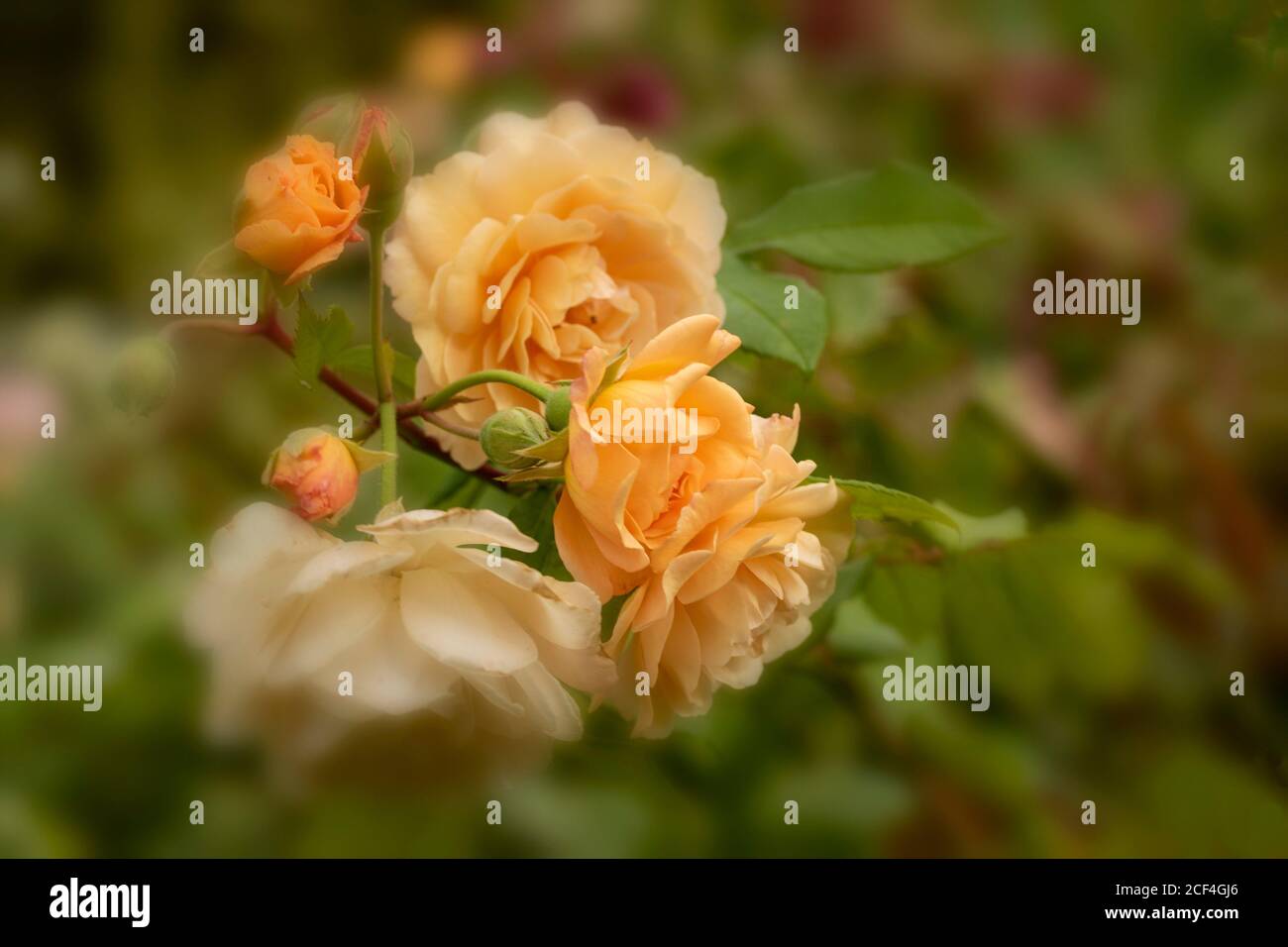 Rosa Buff Beauty, natural garden plant portrait Stock Photo - Alamy
