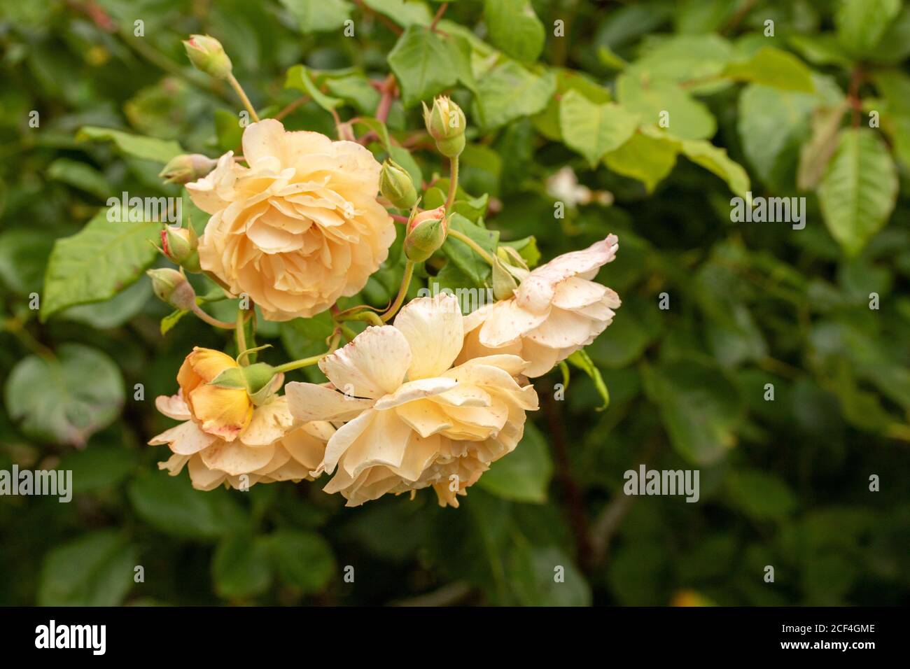 Rosa Buff Beauty, natural garden plant portrait Stock Photo - Alamy