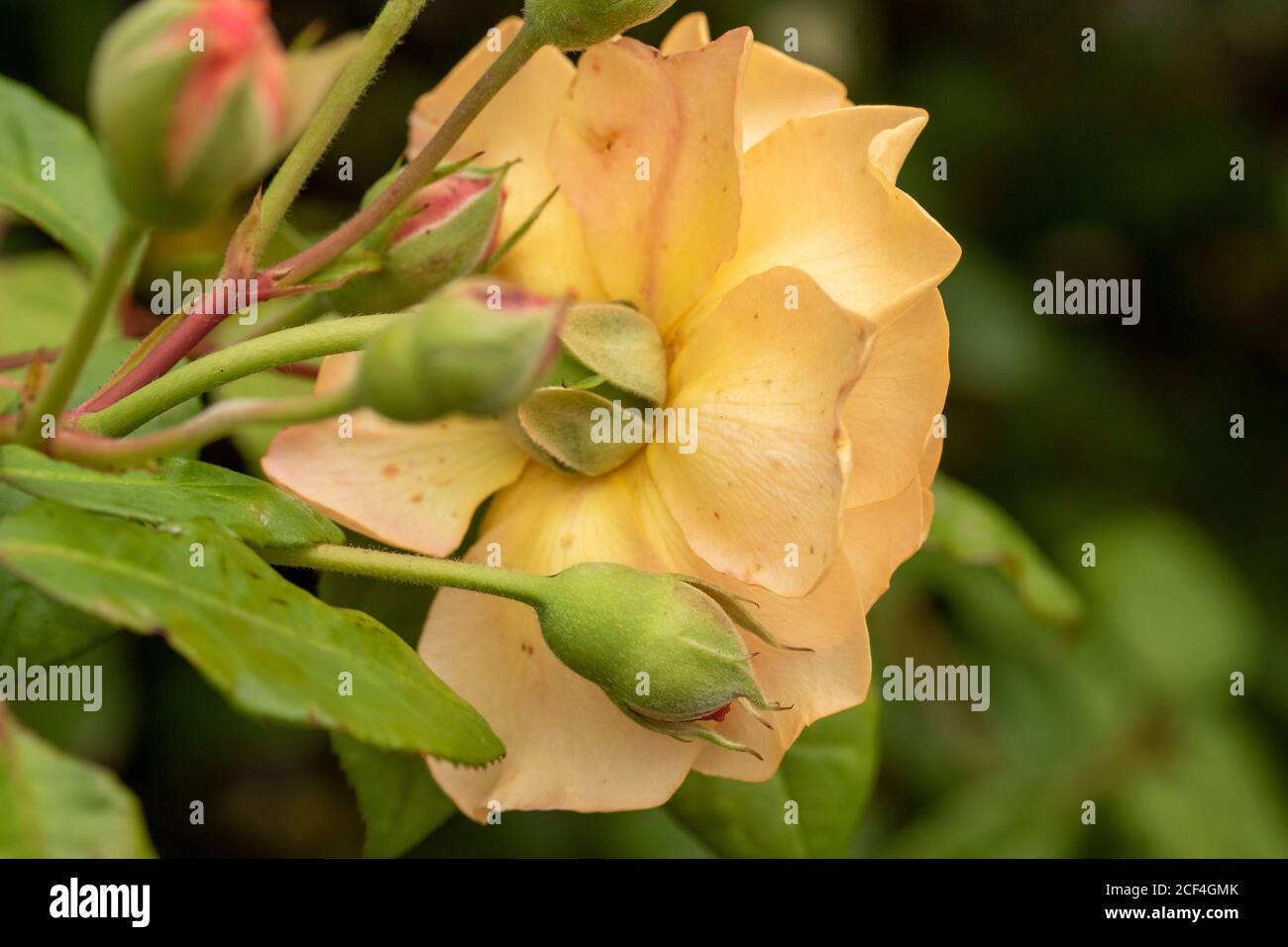 Rosa Buff Beauty, natural garden plant portrait Stock Photo - Alamy