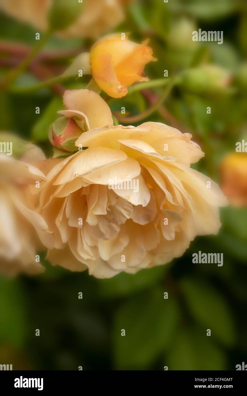 Rosa Buff Beauty, natural garden plant portrait Stock Photo - Alamy