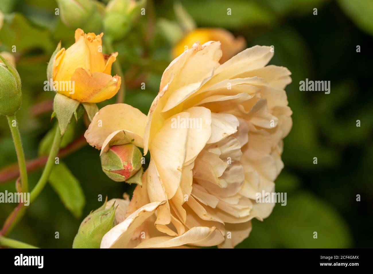 Rosa Buff Beauty, natural garden plant portrait Stock Photo - Alamy