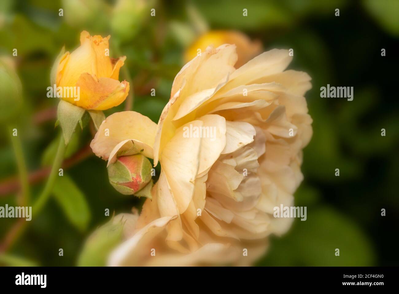 Rosa Buff Beauty, natural garden plant portrait Stock Photo - Alamy