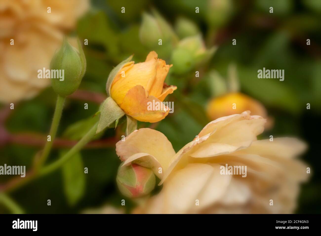 Ornamental rose rosa buff beauty hi-res stock photography and images ...