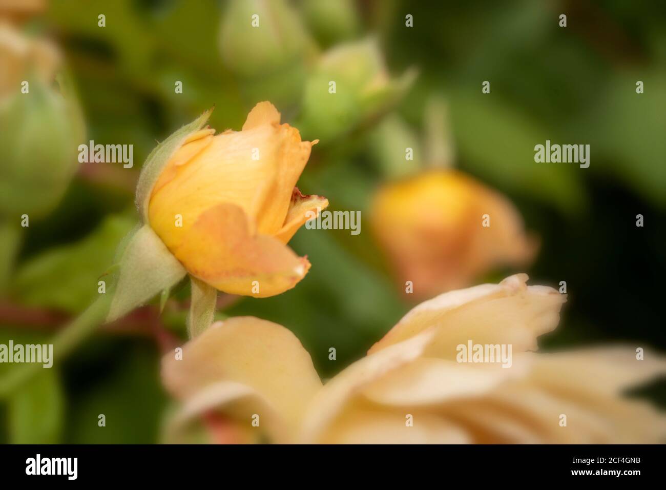 Rosa Buff Beauty, natural garden plant portrait Stock Photo - Alamy