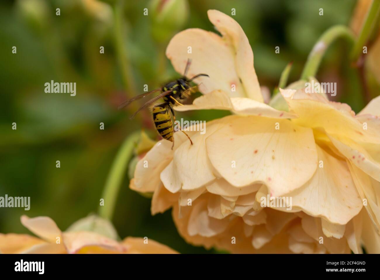 Rosa Buff Beauty, natural garden plant portrait Stock Photo - Alamy