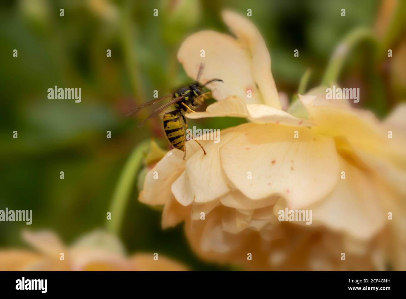 Rose rosa buff beauty hi-res stock photography and images - Alamy