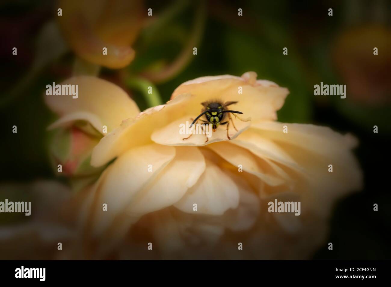 Rosa Buff Beauty, natural garden plant portrait Stock Photo - Alamy