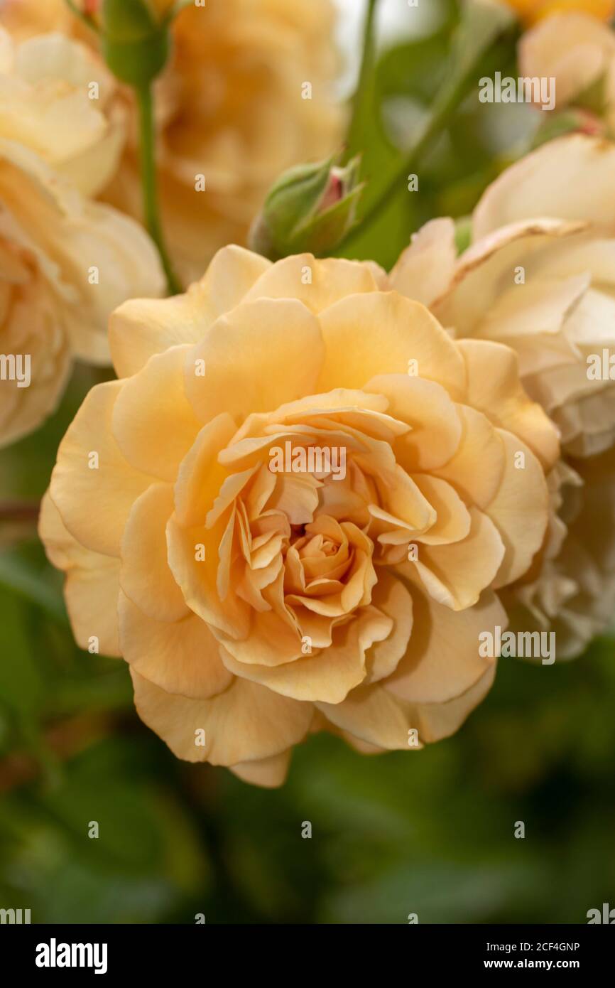 Rosa Buff Beauty, natural garden plant portrait Stock Photo - Alamy