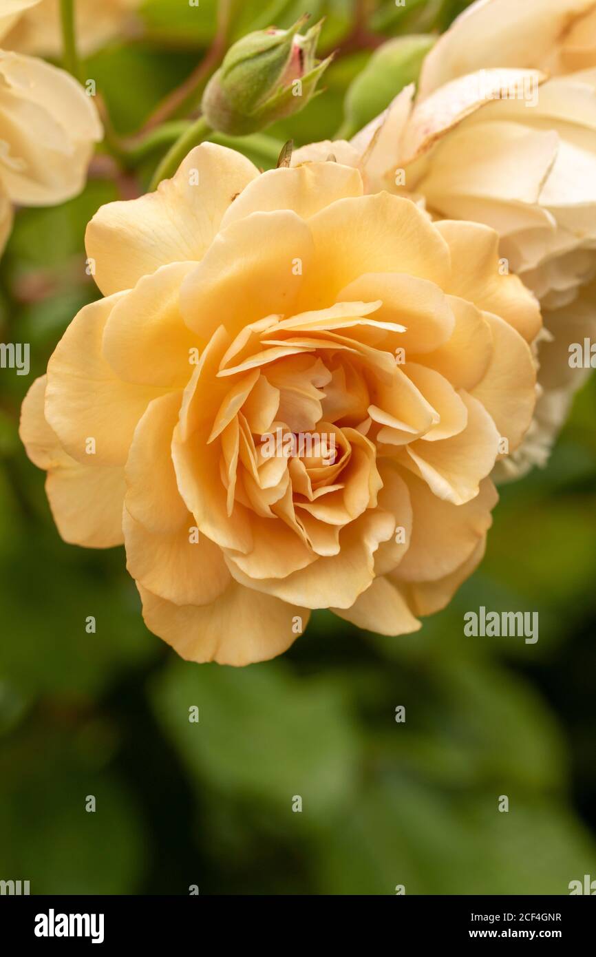 Buff beauty rosa hi-res stock photography and images - Alamy