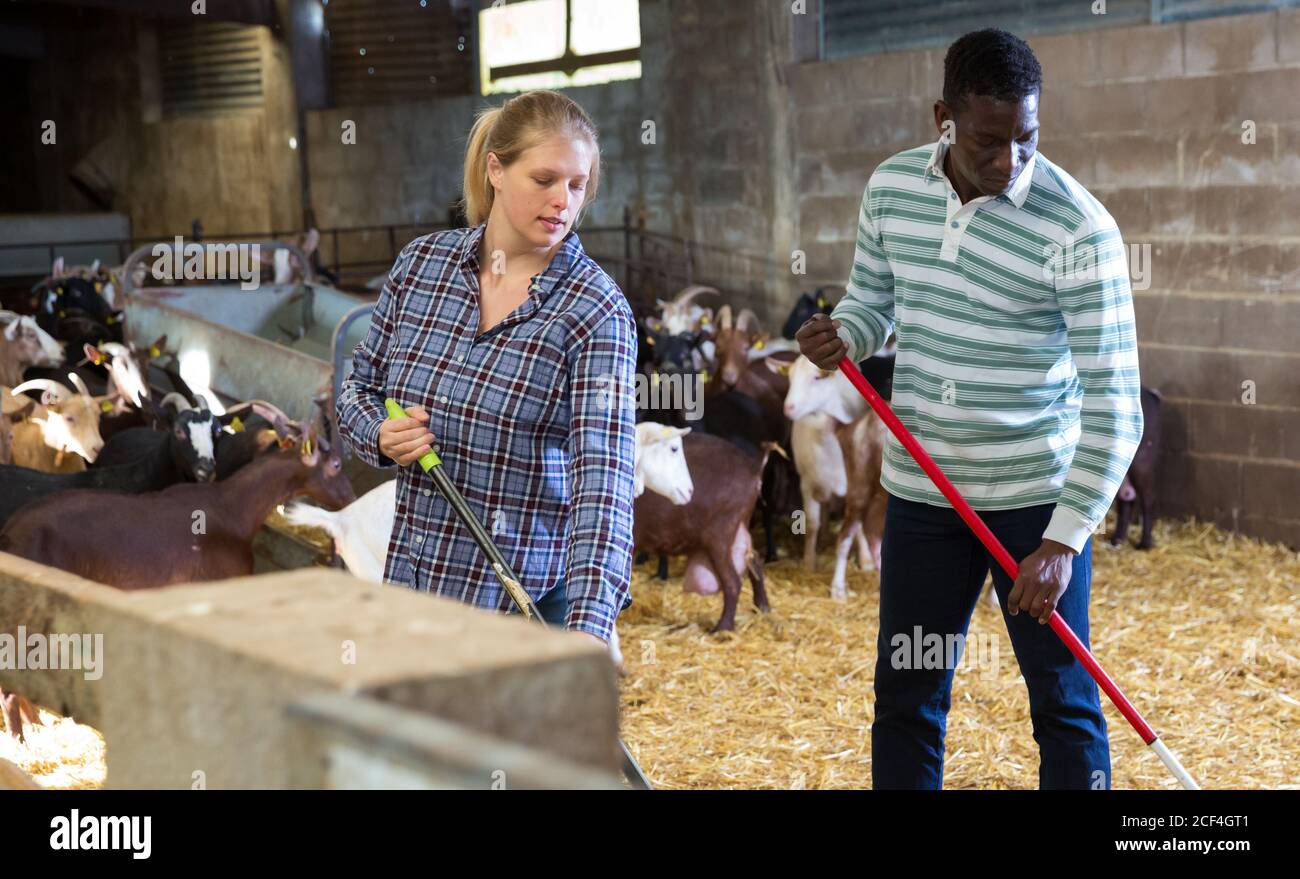 Two employees working in livestock barn Stock Photo - Alamy
