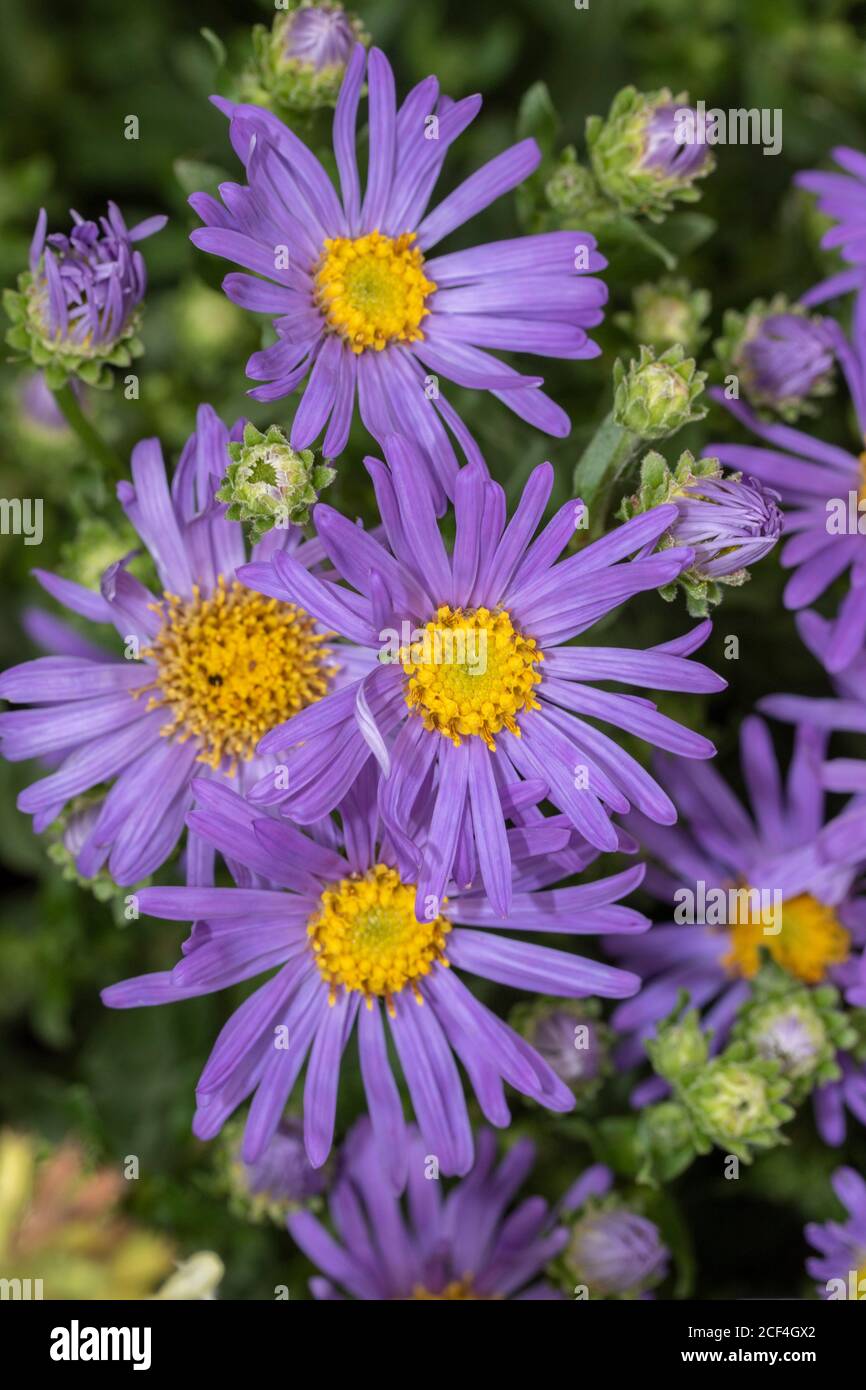Aster Frikartii 'Monch' flowering in a garden landscape Stock Photo - Alamy