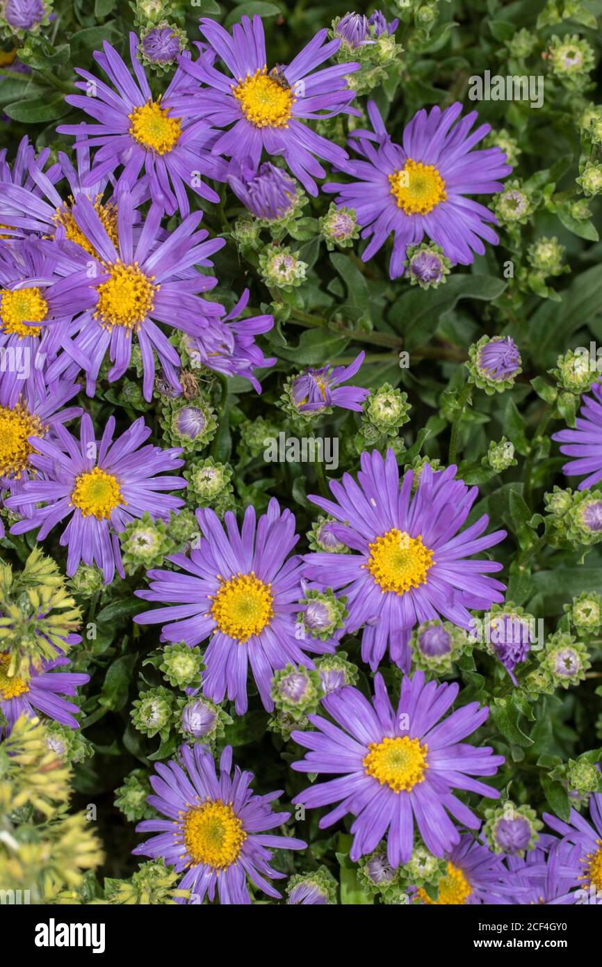 Aster Frikartii 'Monch' flowering in a garden landscape Stock Photo - Alamy