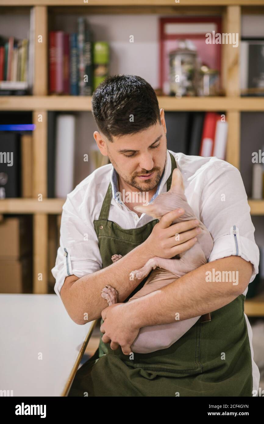 Artisan in white shirt and green apron while carry calm Sphynx cat on ...