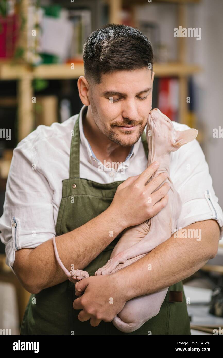 Artisan in white shirt and green apron while carry calm Sphynx cat on ...