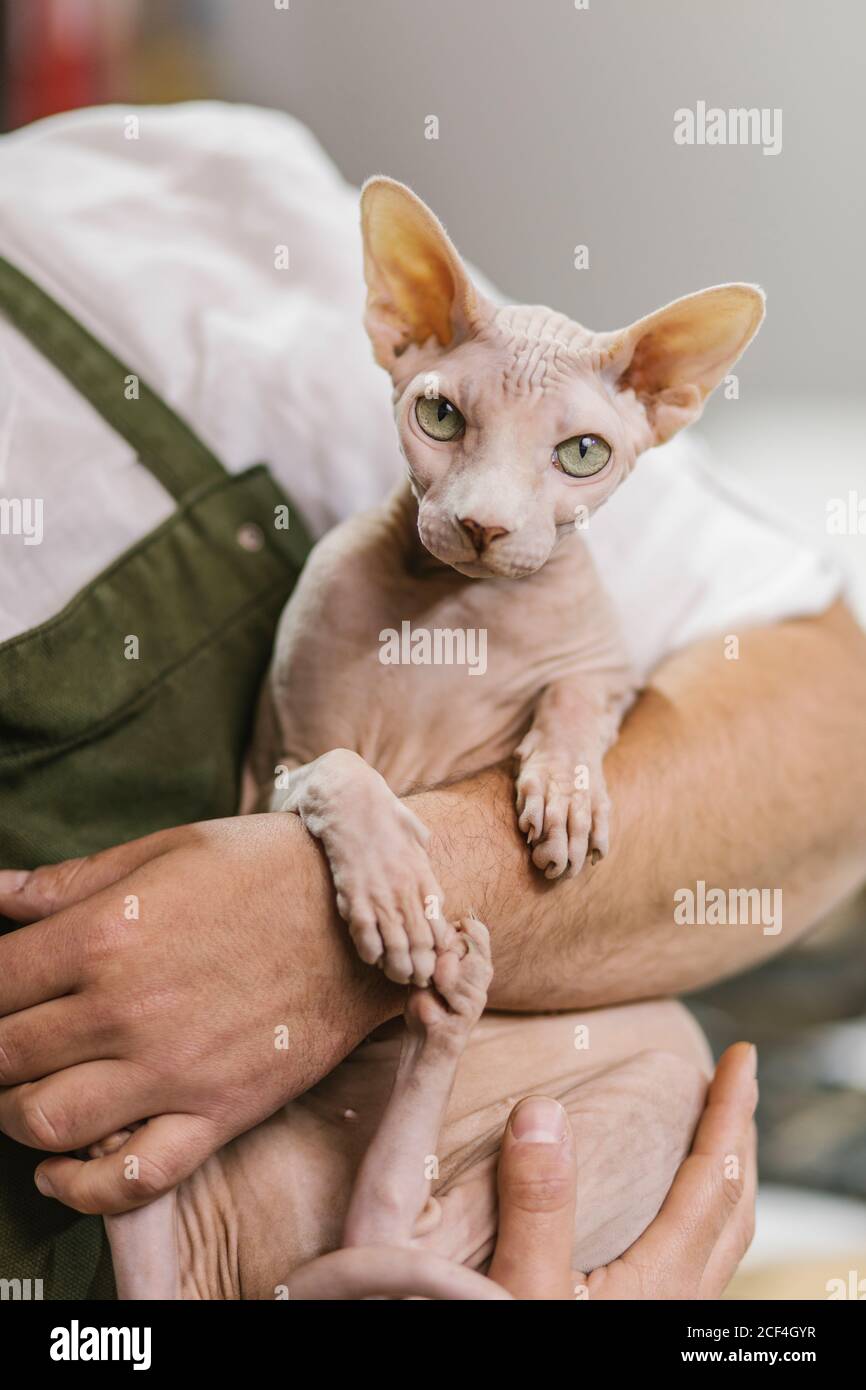 unrecognizable artisan in white shirt and green apron while carry calm ...