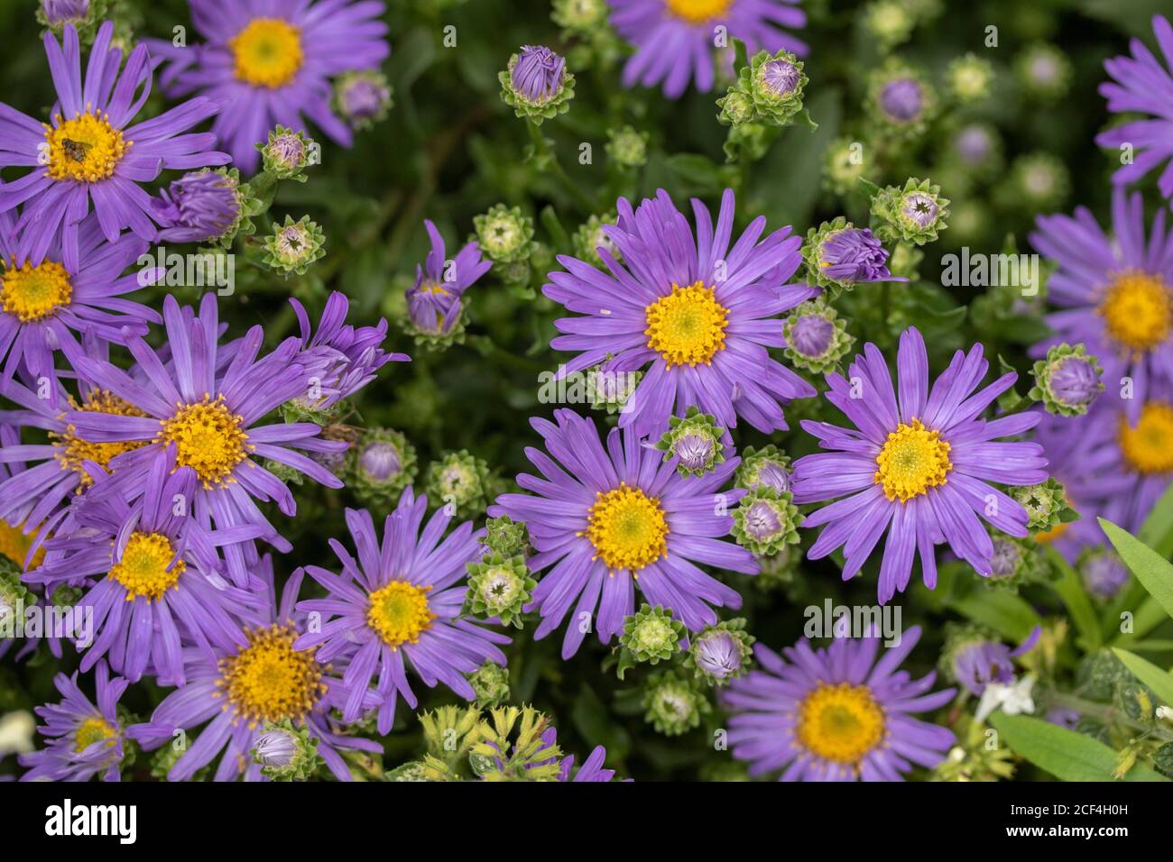 Aster Frikartii 'Monch' flowering in a garden landscape Stock Photo - Alamy