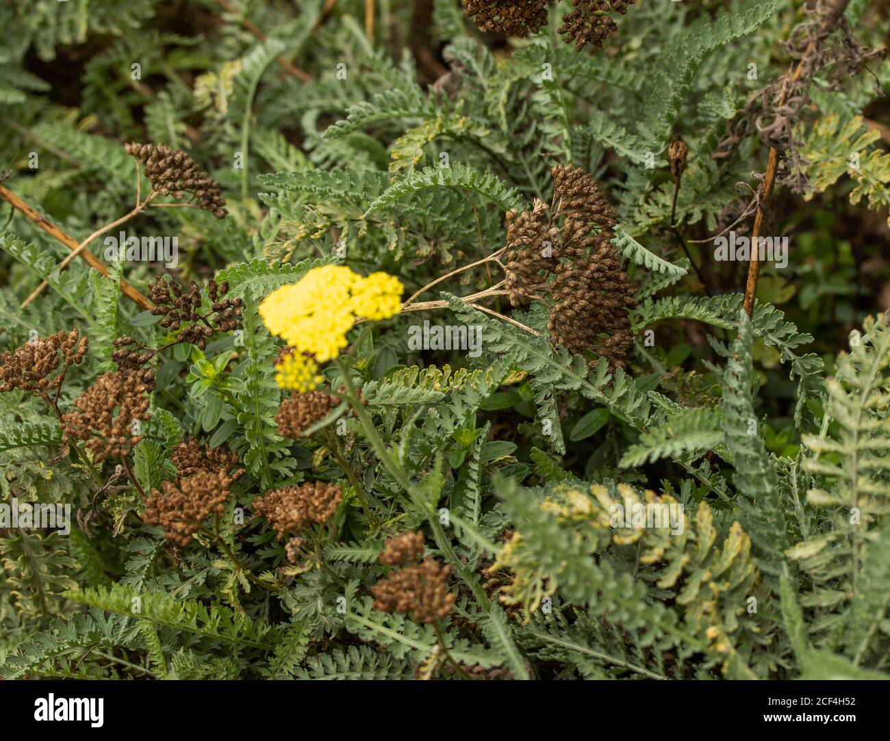 Chaos in nature, abstract patterns in the natural world Stock Photo - Alamy
