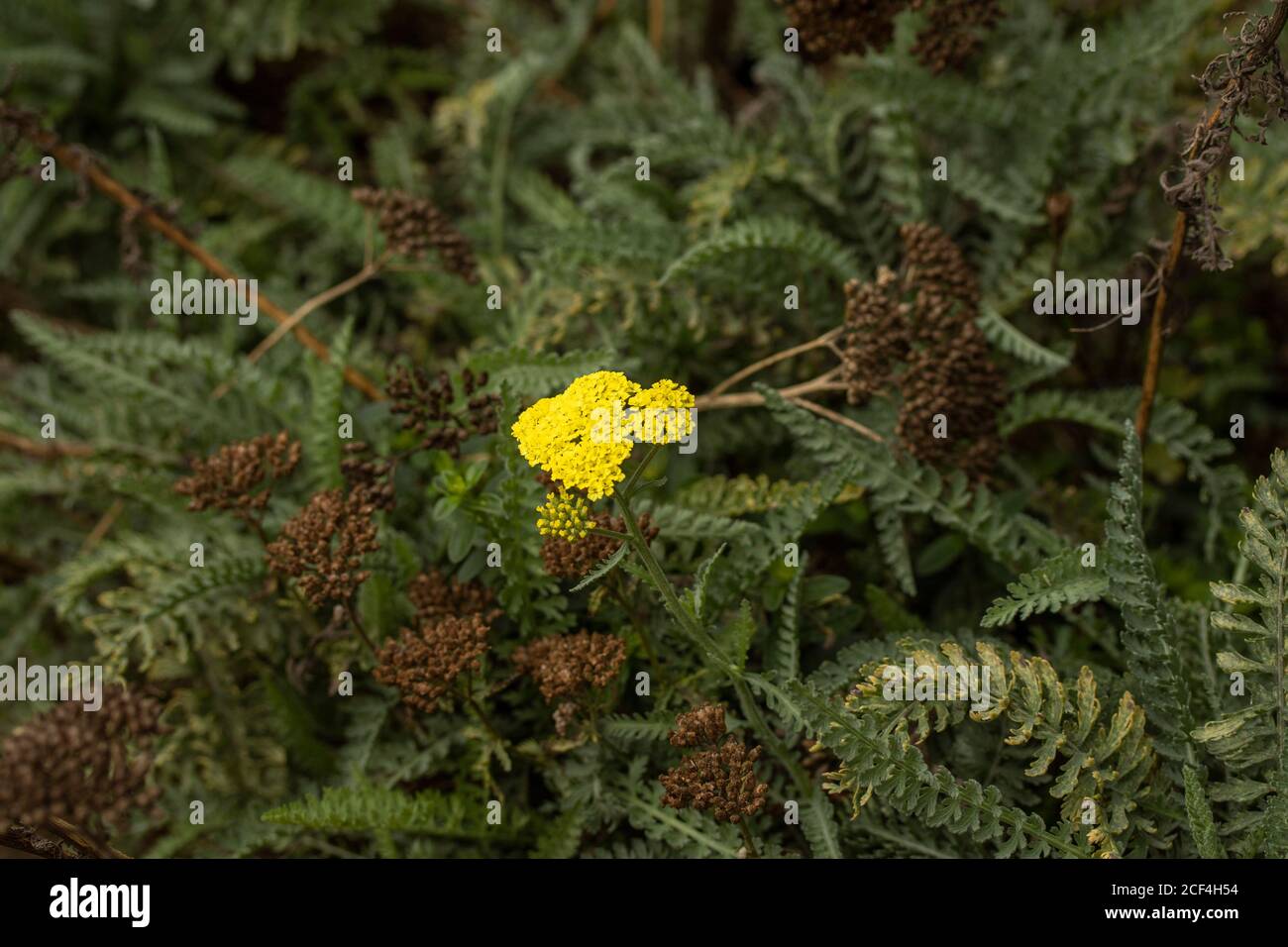 Chaos in nature, abstract patterns in the natural world Stock Photo - Alamy