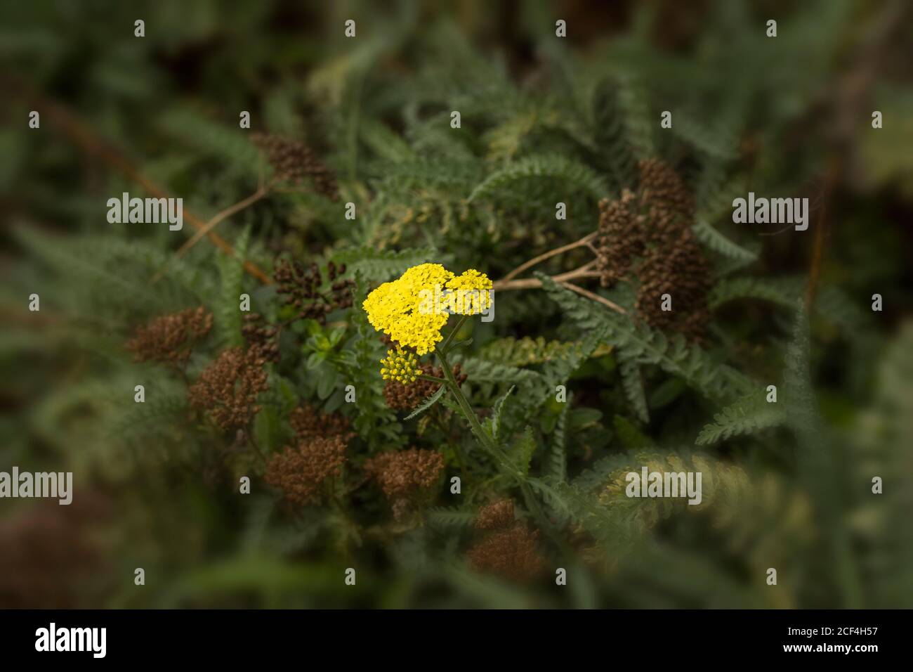 Chaos in nature, abstract patterns in the natural world Stock Photo - Alamy