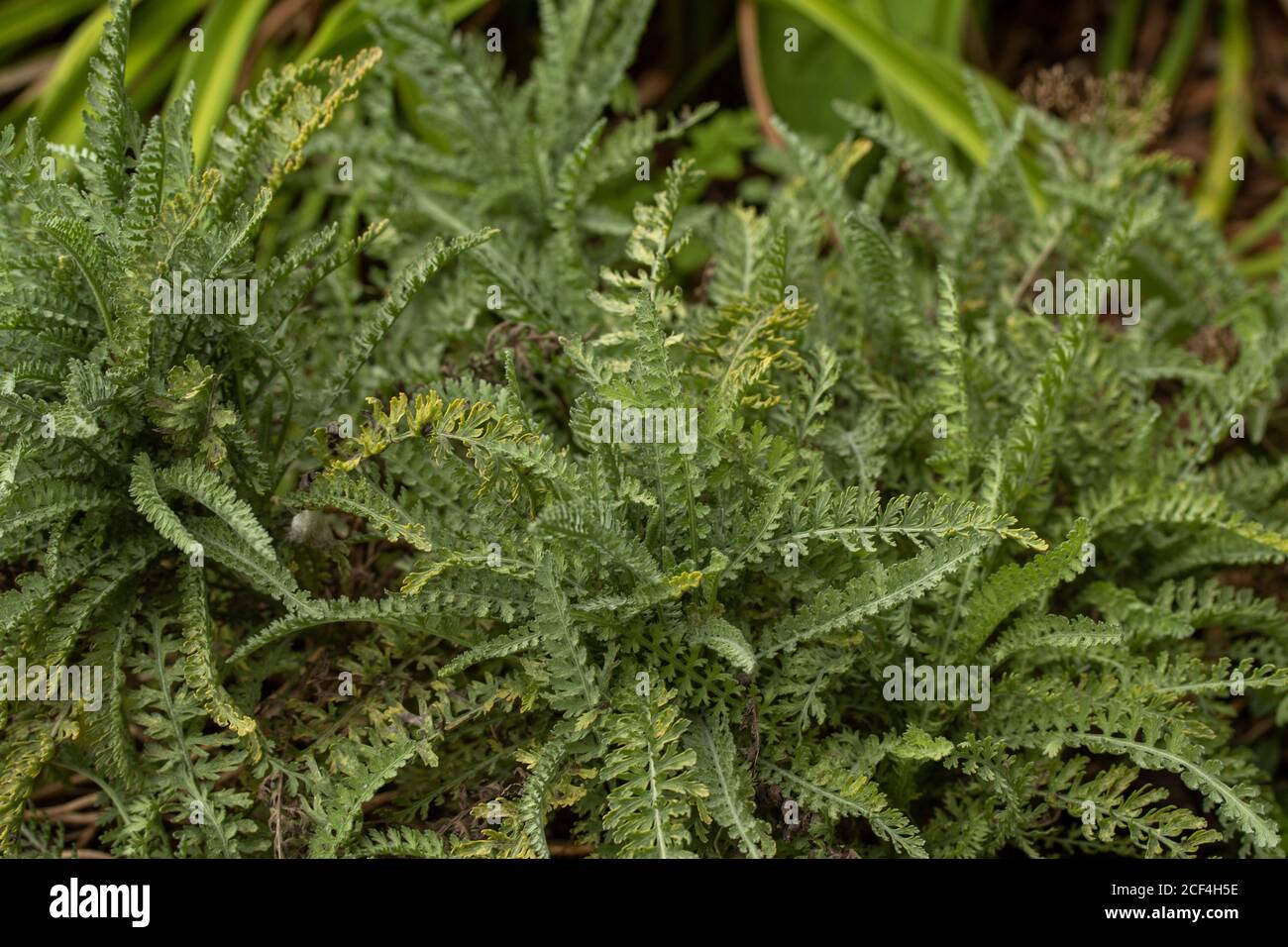 Chaos in nature, abstract patterns in the natural world Stock Photo - Alamy