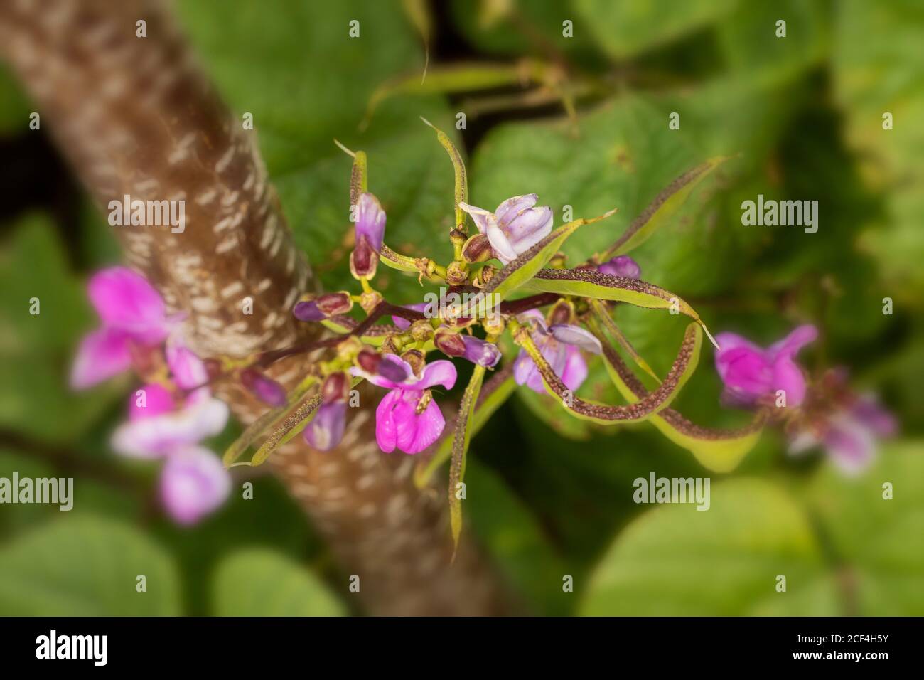LabLab Bean 'Yings' (Lablab purpureus), vegetable plant Stock Photo - Alamy