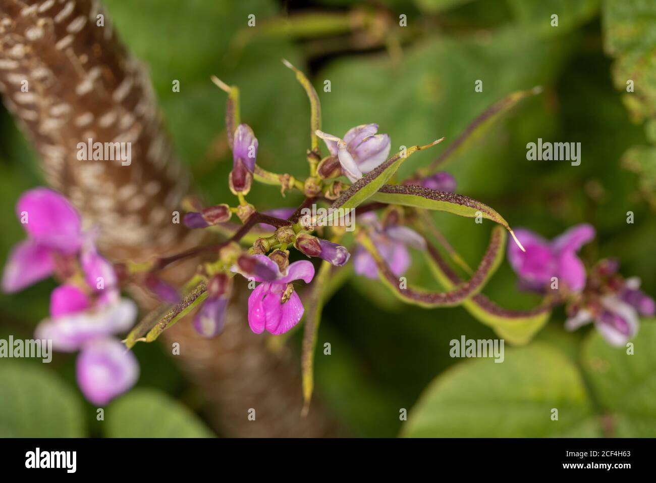 Bataw hi-res stock photography and images - Alamy