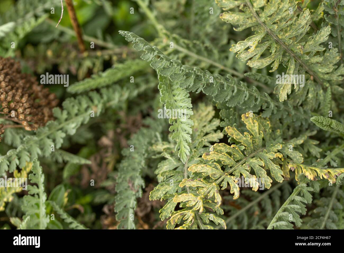 Dynamic symmetry in nature hi-res stock photography and images - Alamy