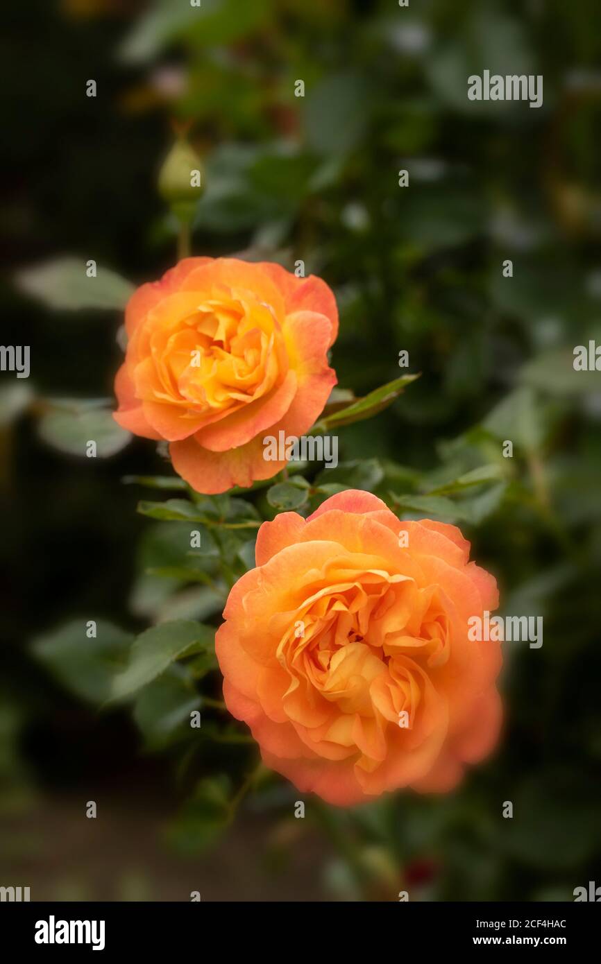 Rosa Our Jane, natural garden plant portrait Stock Photo - Alamy