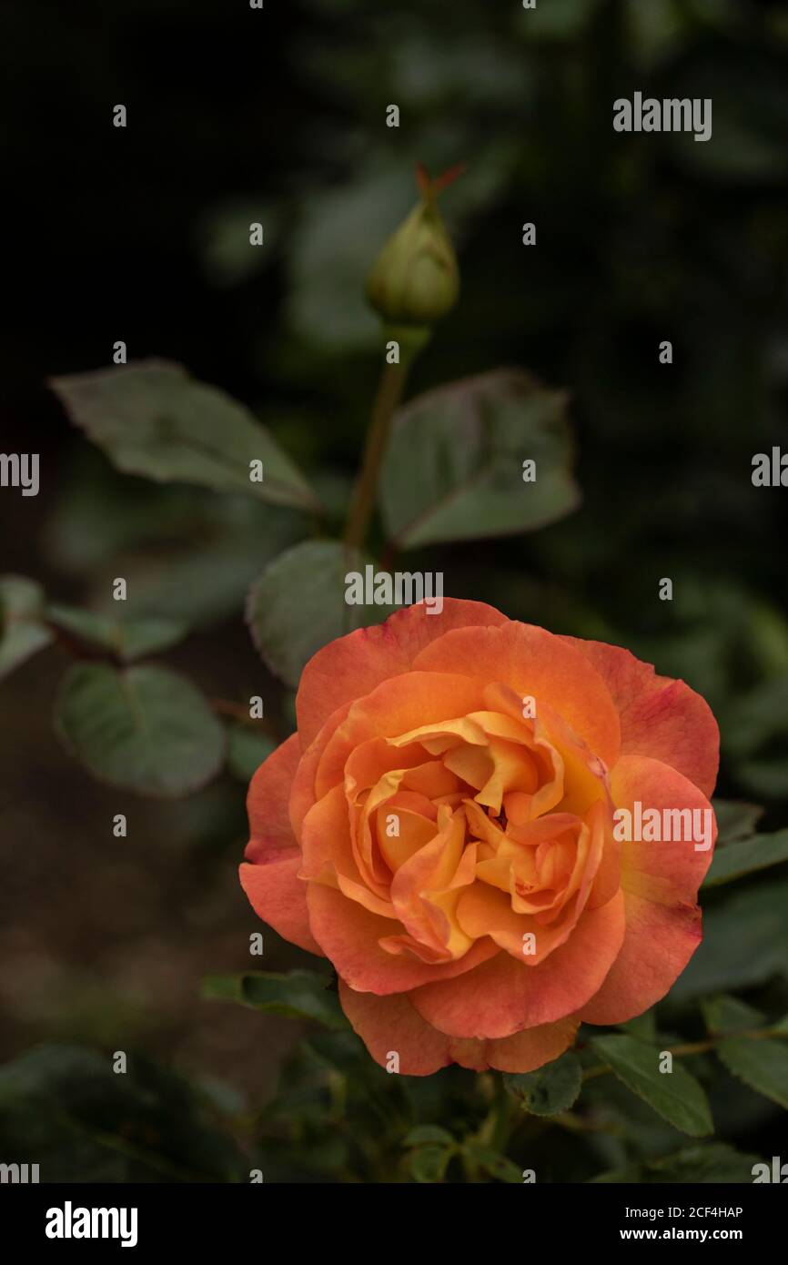 Rosa Our Jane, natural garden plant portrait Stock Photo - Alamy
