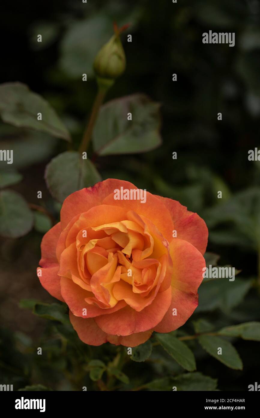 Rosa Our Jane, natural garden plant portrait Stock Photo - Alamy