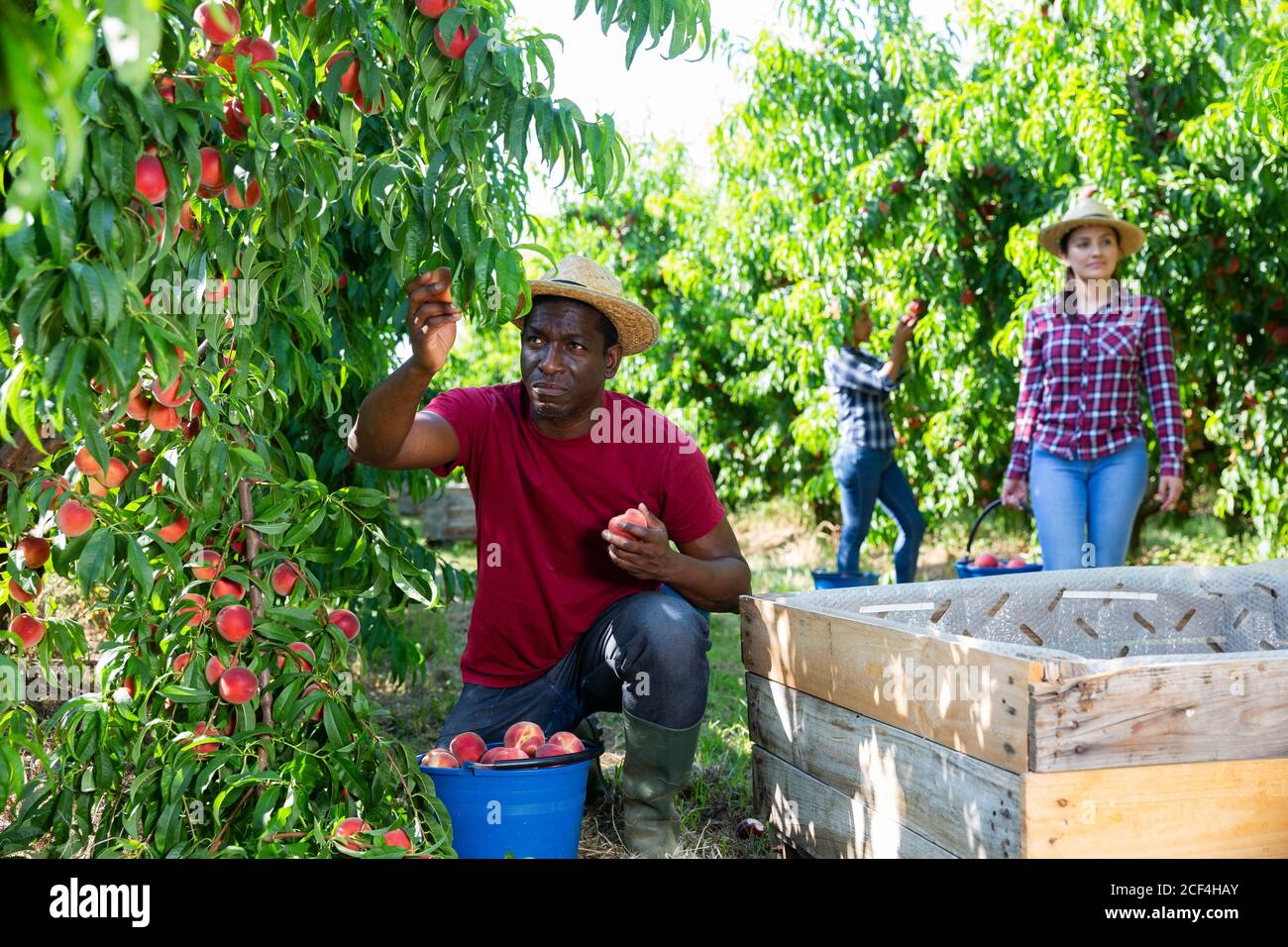 Portrait of confident African american farmer gardening in orchard ...