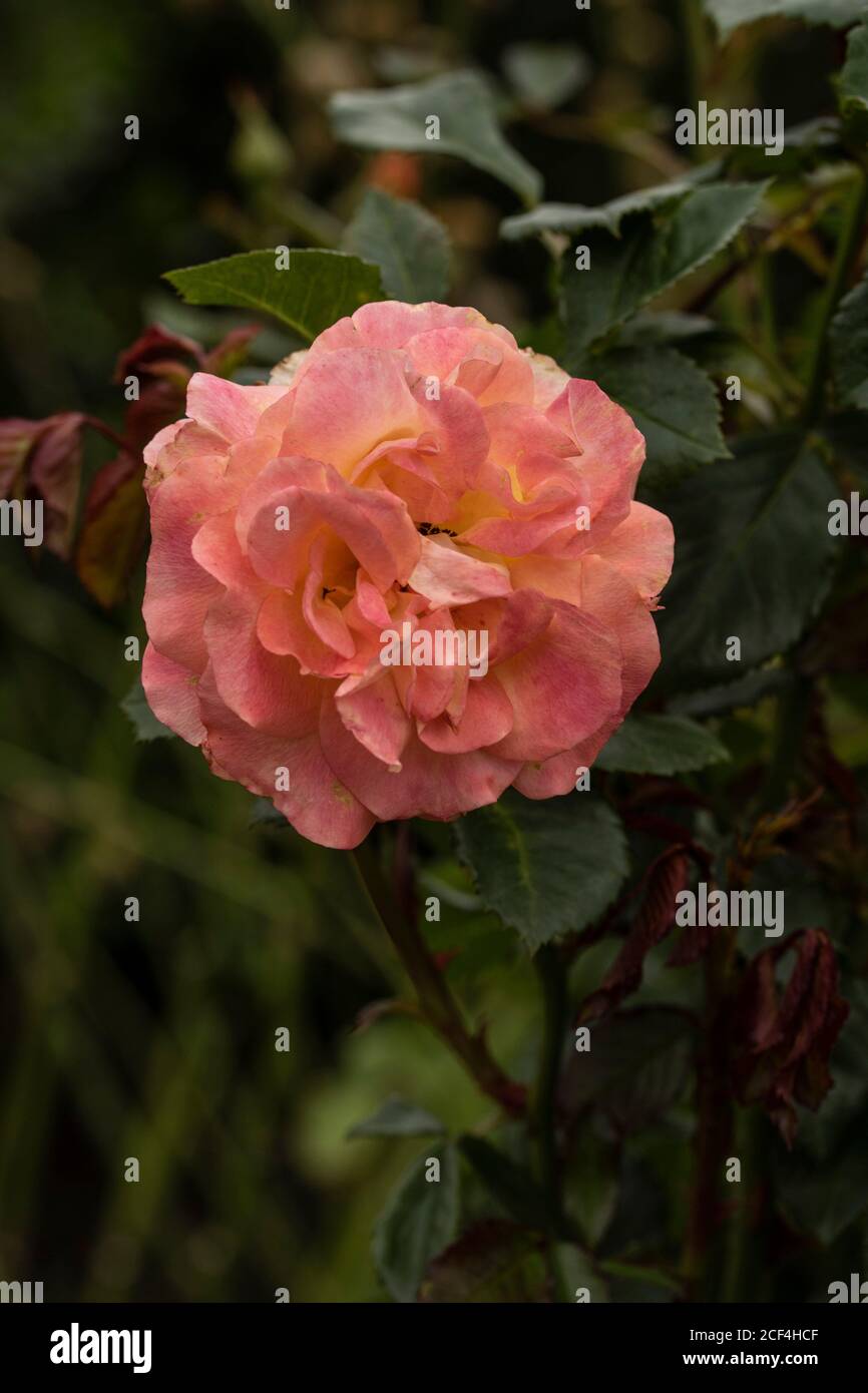 Rosa our jane hi-res stock photography and images - Alamy