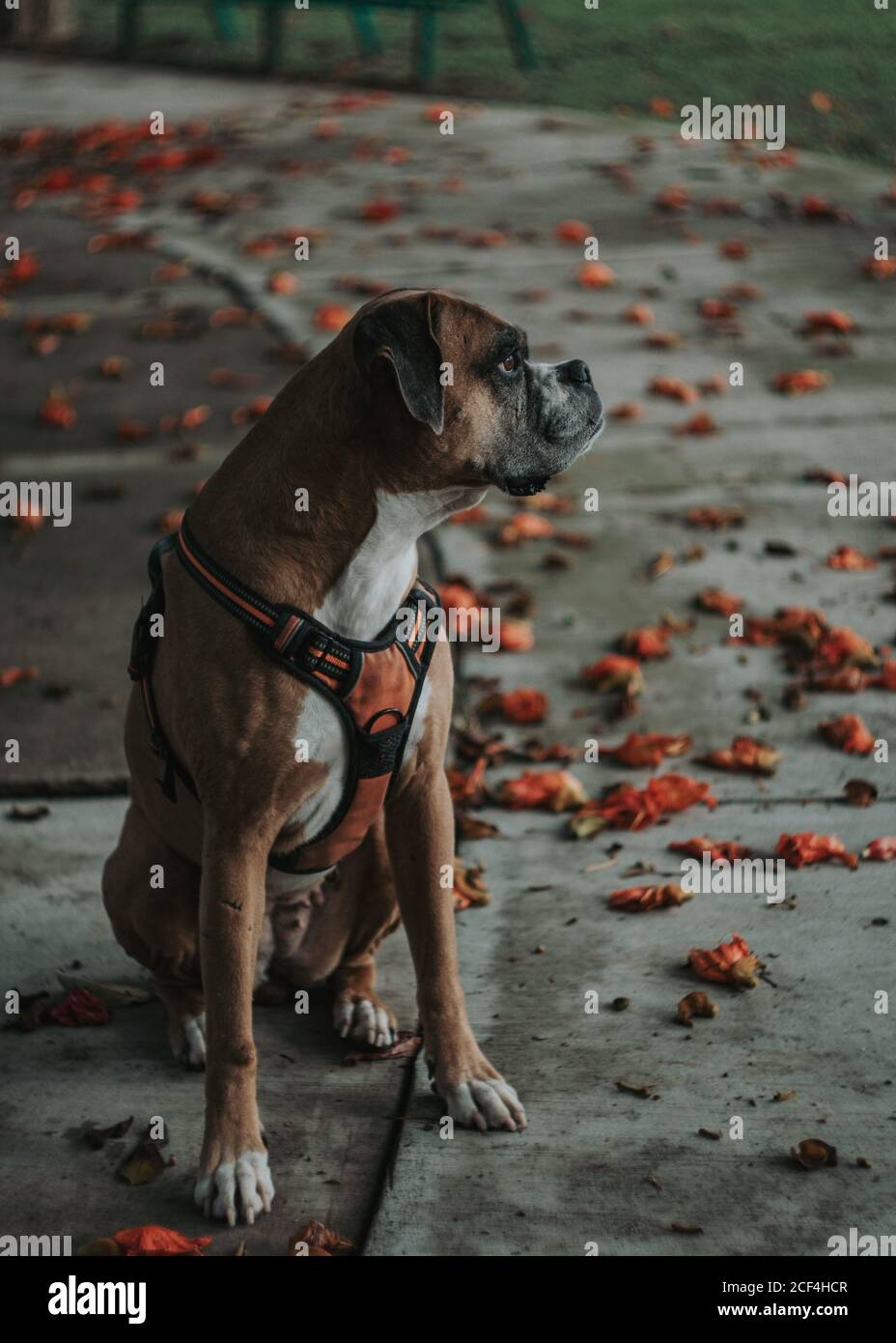 Calm boxer dog in harness spending time sitting on ground in urban ...