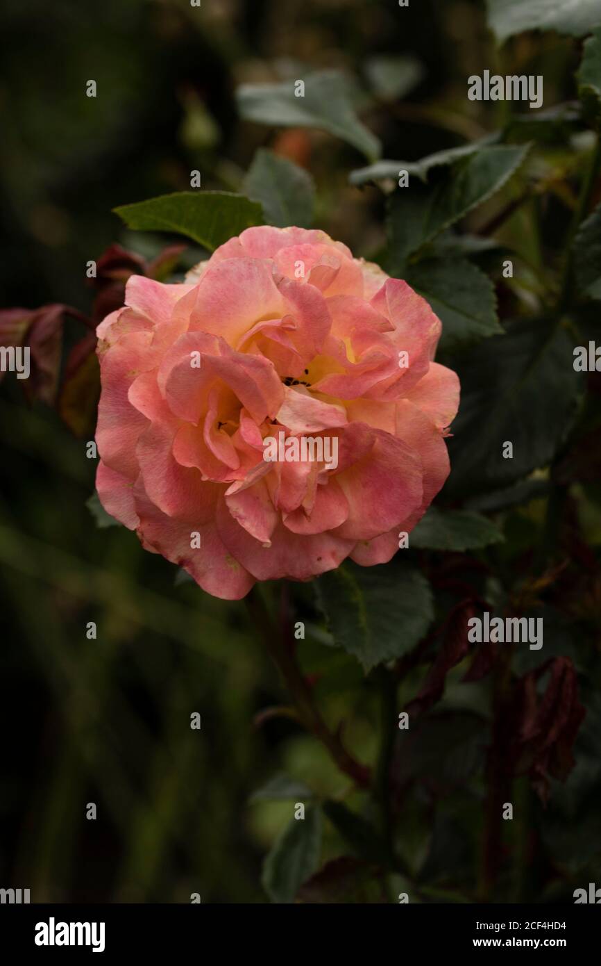 Rosa our jane hi-res stock photography and images - Alamy