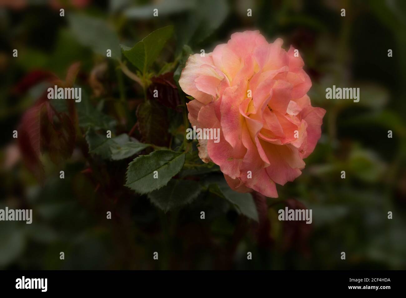 Rosa our jane hi-res stock photography and images - Alamy