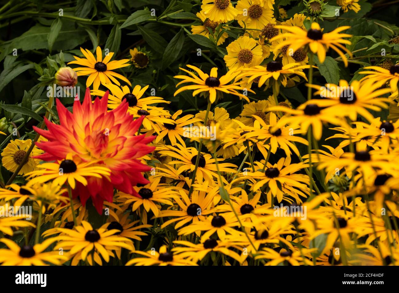 Rudbeckia prairie restorations hi-res stock photography and images - Alamy
