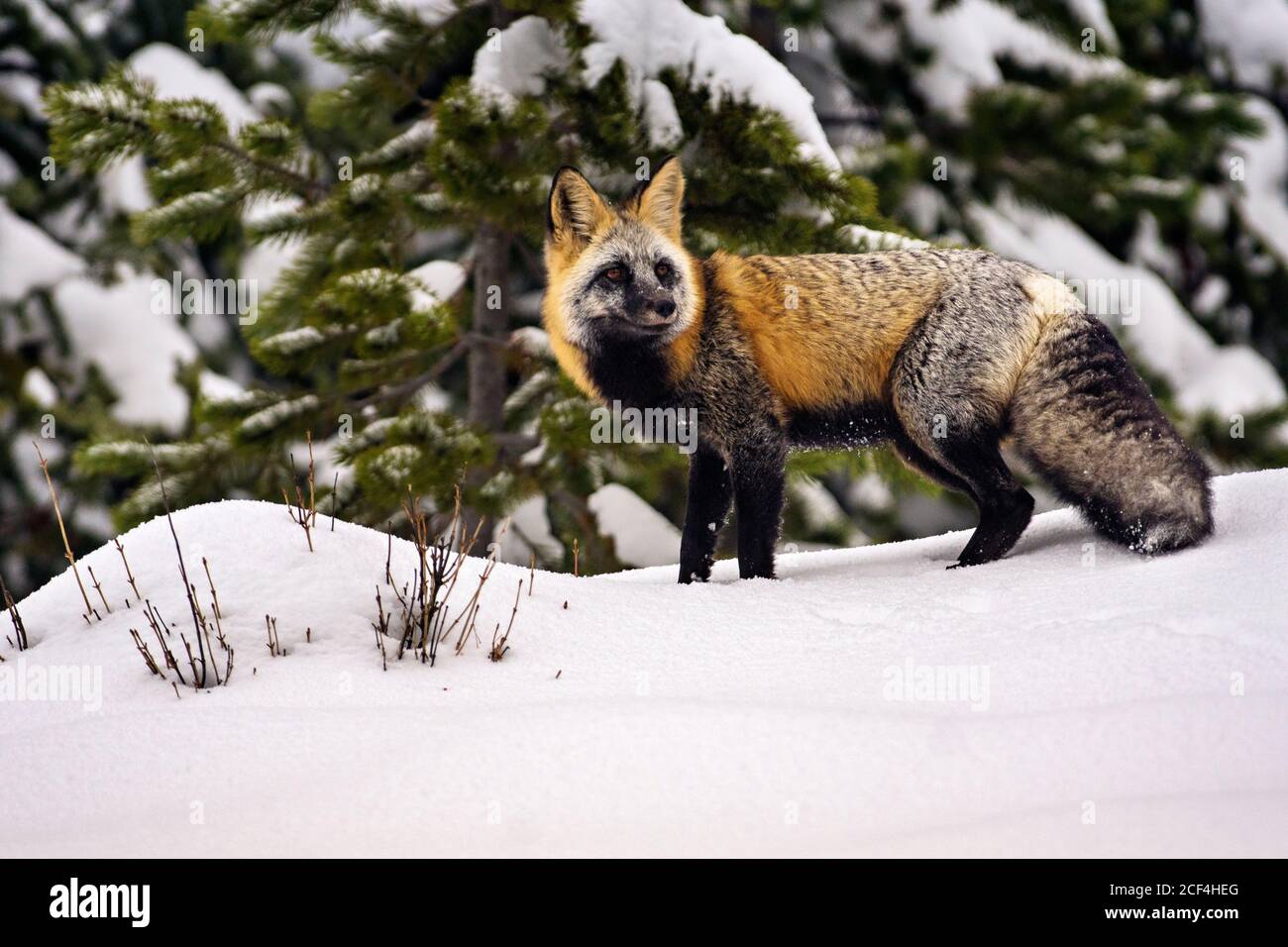 Cross Fox in Snow Stock Photo - Alamy