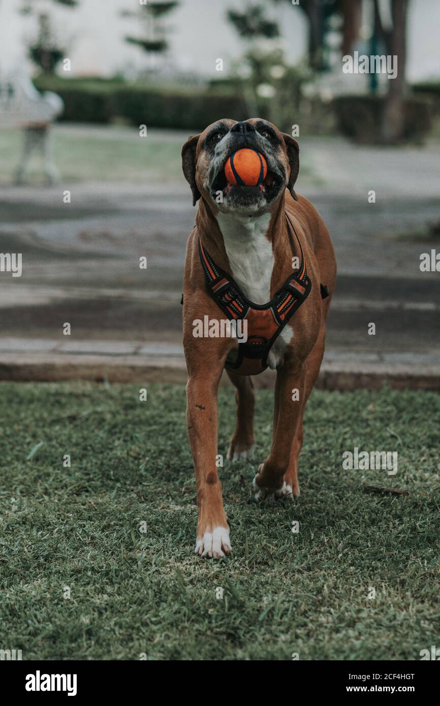Dog in street playing hi-res stock photography and images - Alamy