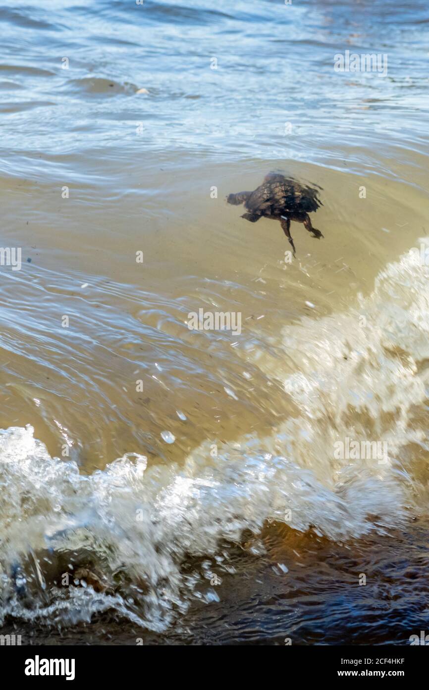 A young Common Snapping Turtle (Chelydra serpentina) swimming away ...