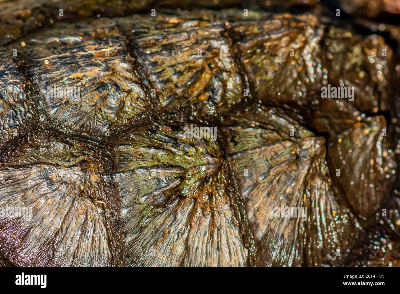 Keratinous exoskeleton hi-res stock photography and images - Alamy