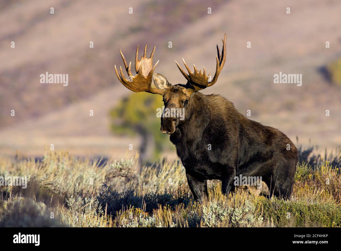 bull moose posing Stock Photo - Alamy
