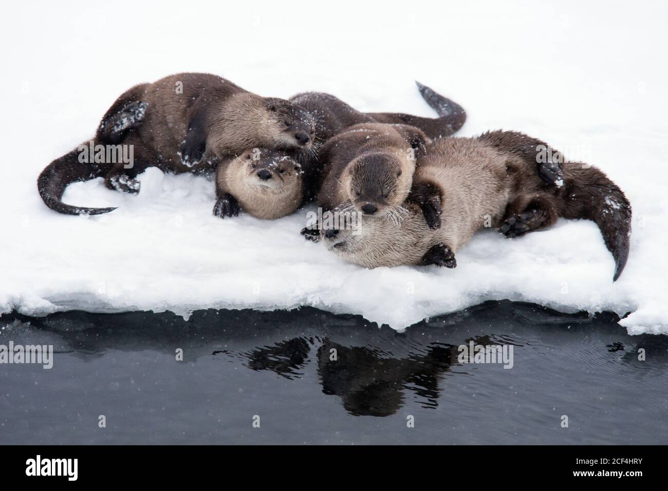 River otter snuggle in snow Stock Photo - Alamy