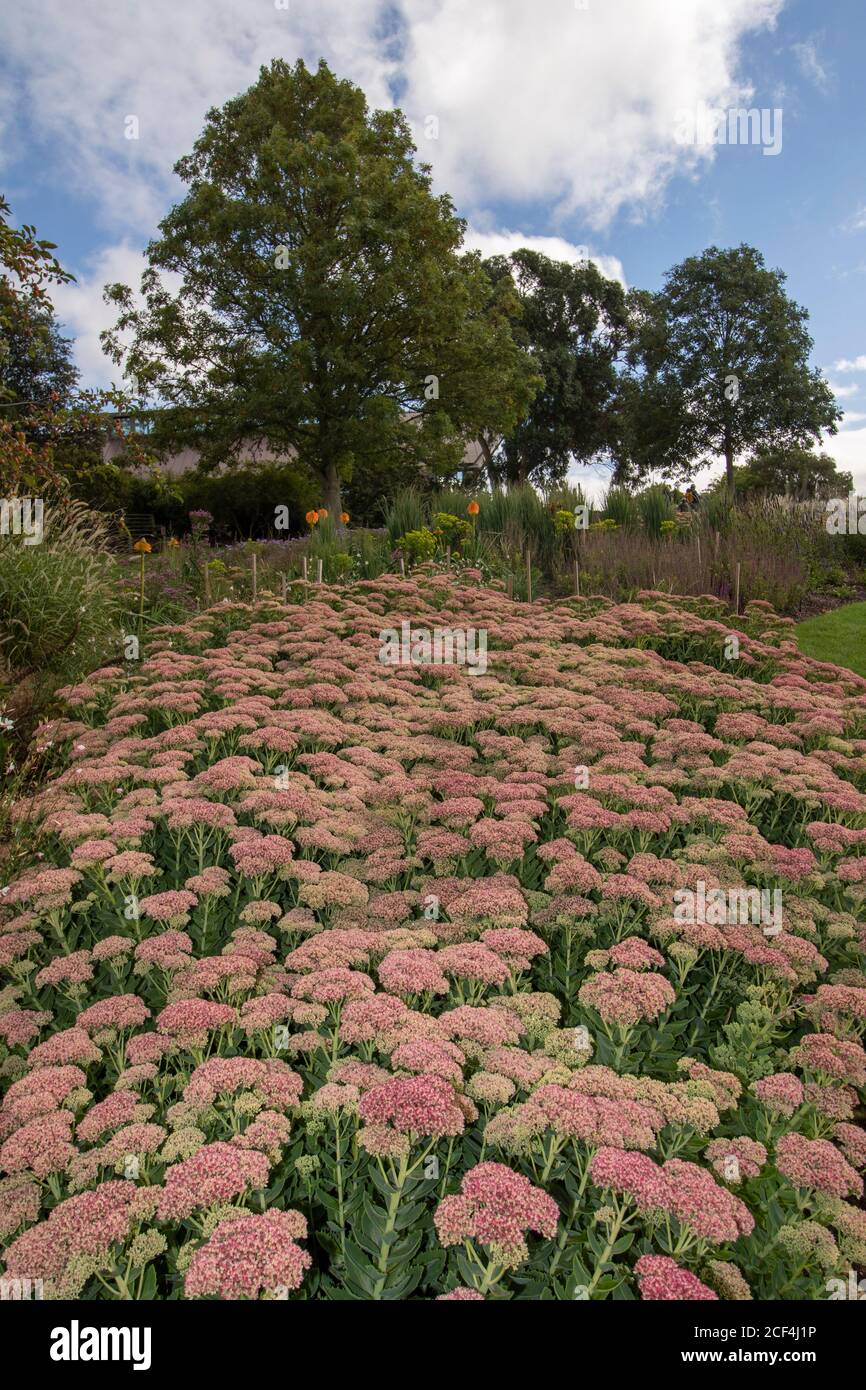 Sedum Herbstfreude in a natural garden setting, nature flower portrait ...