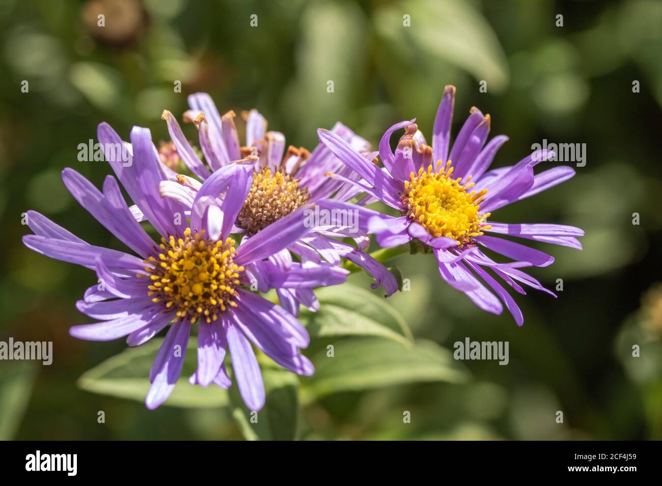 Aster Frikartii 'Monch' flowering in a garden landscape Stock Photo - Alamy