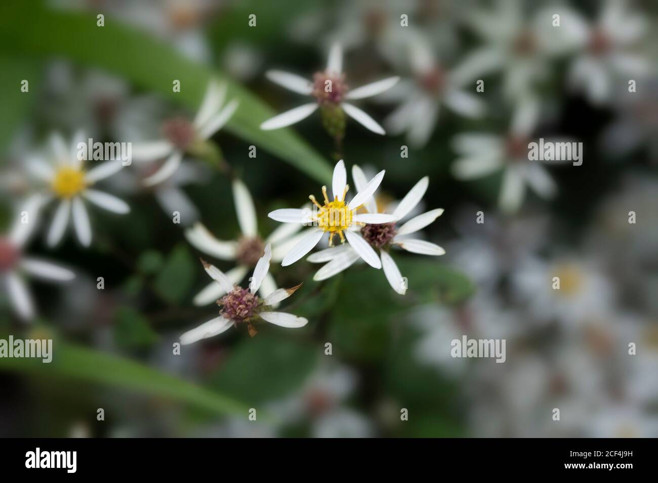 Aster divaricatus hi-res stock photography and images - Alamy