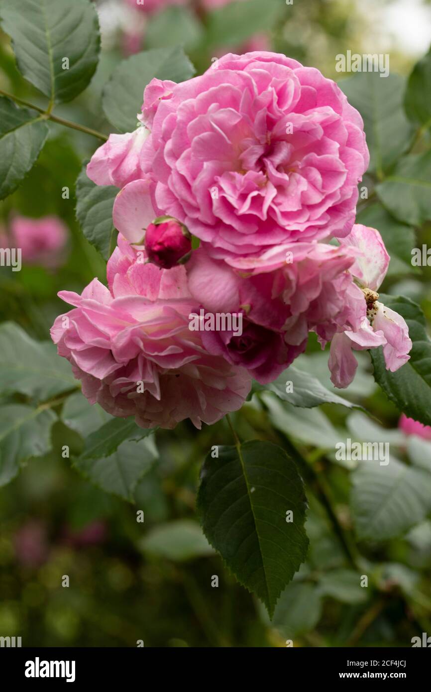 Rosa Lavender Lassie Stock Photo - Alamy