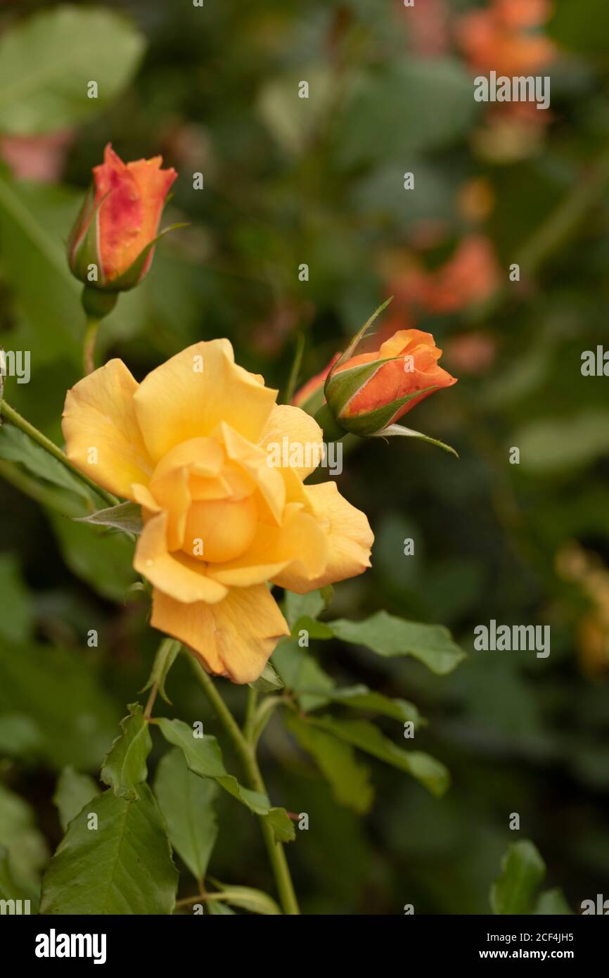 Rosa 'Autumn Sunset' natural flower portrait Stock Photo - Alamy