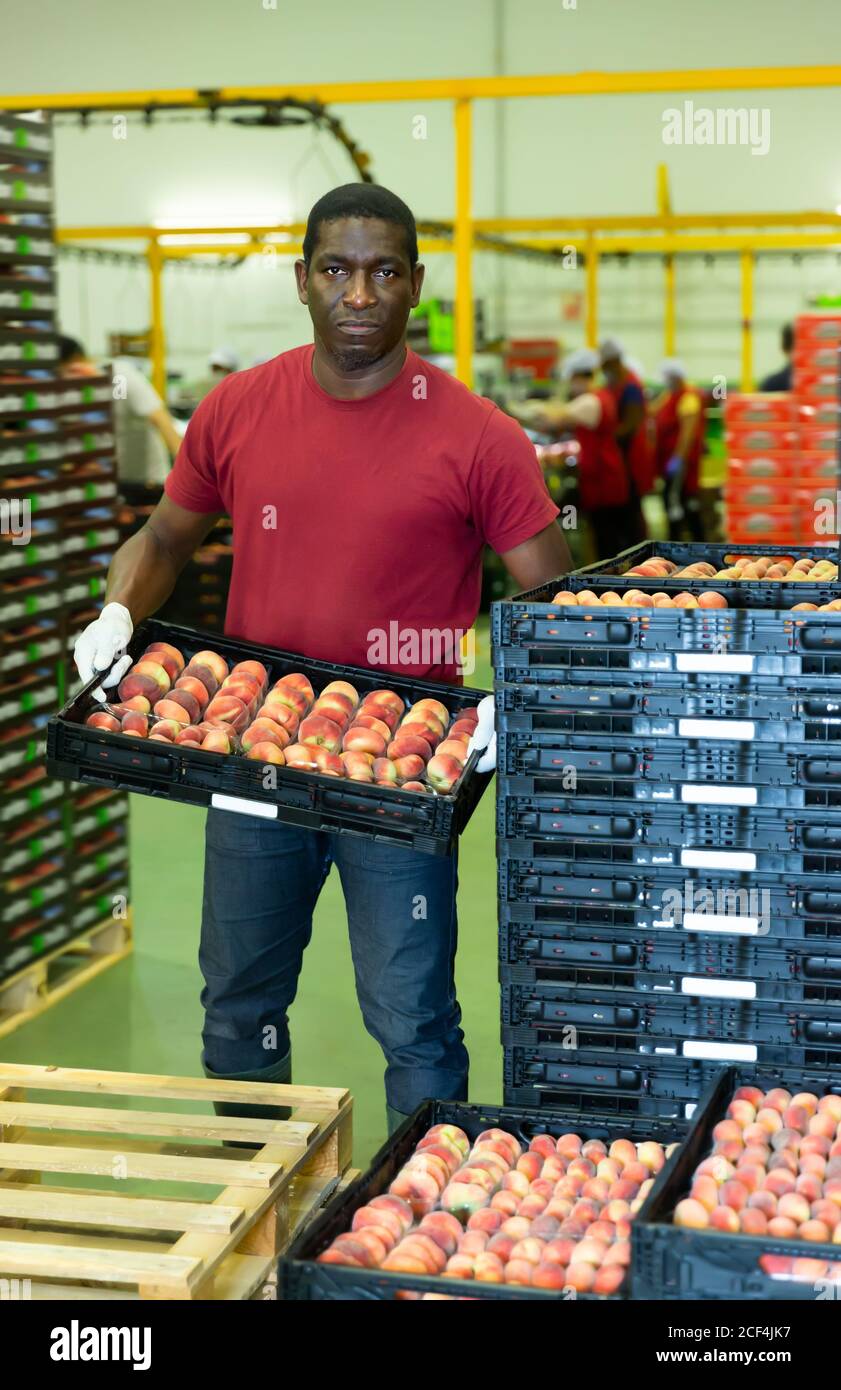 Male worker standing near boxes of fresh ripe peaches in fruit sorting ...