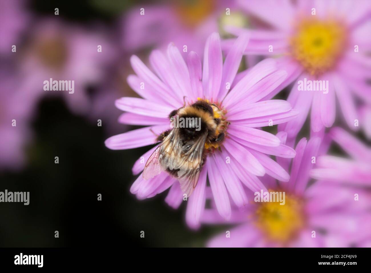 Bee foraging on Aster Amellus flower, natural environmental portrait ...