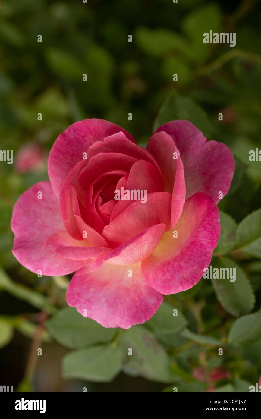 Garden hyde hall rose hi-res stock photography and images - Alamy